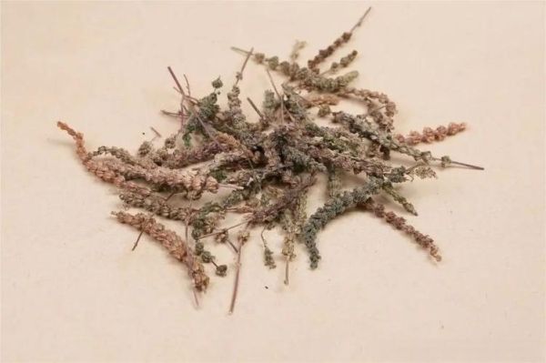 荆芥穗图片长什么样_荆芥穗与荆芥区别-第2张图片-山城妙识