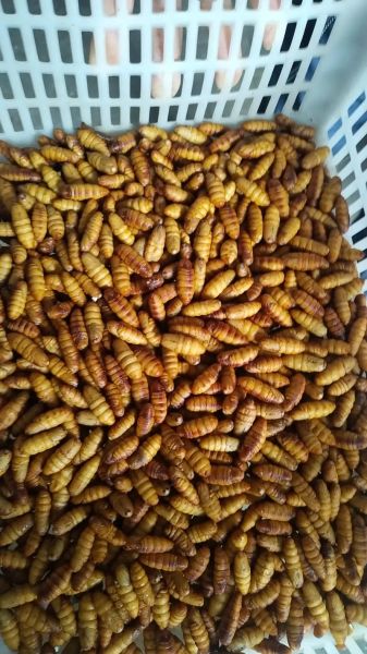 蚕蛹价格多少钱一斤_蚕蛹多少钱一斤最新行情-第1张图片-山城妙识