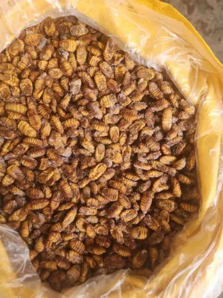 蚕蛹价格多少钱一斤_蚕蛹多少钱一斤最新行情-第3张图片-山城妙识