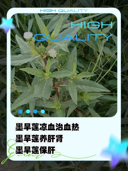 旱莲草别名有哪些_旱莲草与墨旱莲区别-第3张图片-山城妙识