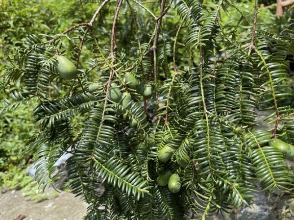 香榧图片长什么样_香榧真假怎么分辨-第2张图片-山城妙识