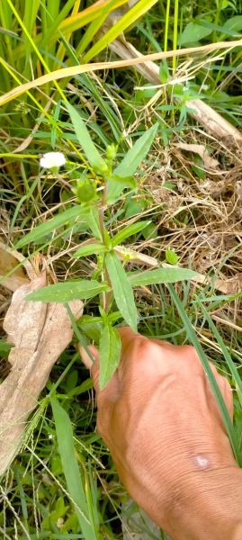 旱莲草别名有哪些_旱莲草与墨旱莲区别-第1张图片-山城妙识
