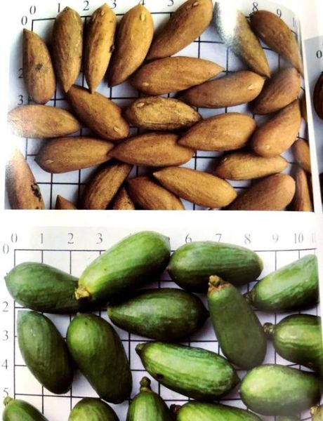 香榧图片长什么样_香榧真假怎么分辨-第3张图片-山城妙识