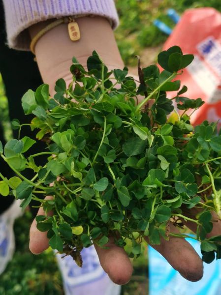 金花菜的功效与作用_金花菜怎么做好吃-第1张图片-山城妙识 金花菜的功效与作用_金花菜怎么做好吃-第1张图片-山城妙识