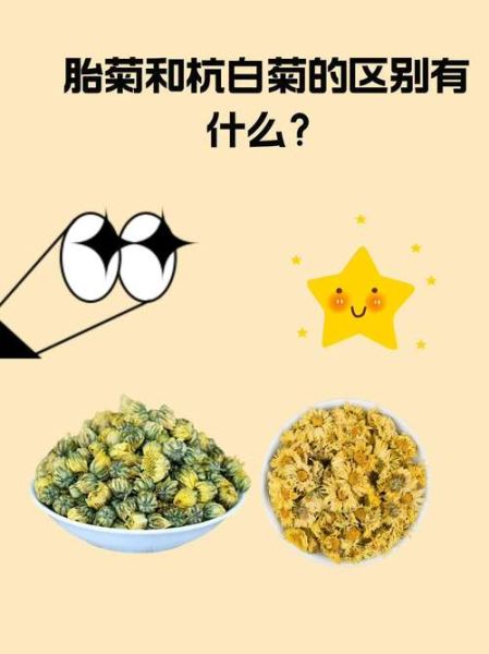 杭白菊和胎菊哪个降火好_菊花茶种类功效区别-第1张图片-山城妙识