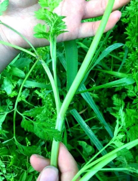 不能吃的野芹菜图片_有毒野芹菜怎么辨别-第1张图片-山城妙识