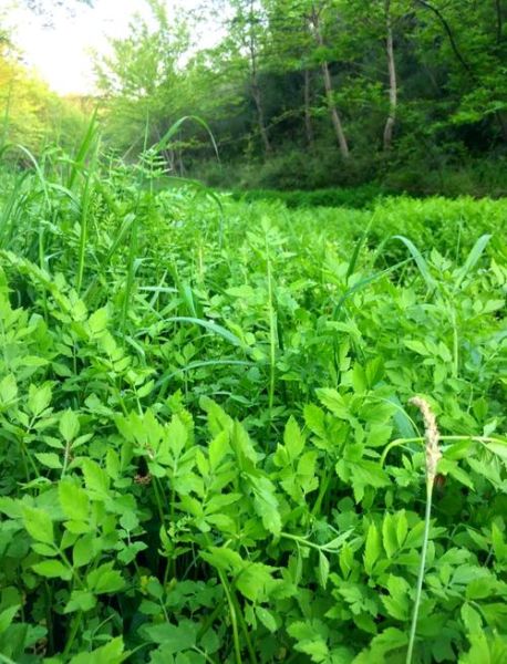 不能吃的野芹菜图片_有毒野芹菜怎么辨别-第2张图片-山城妙识