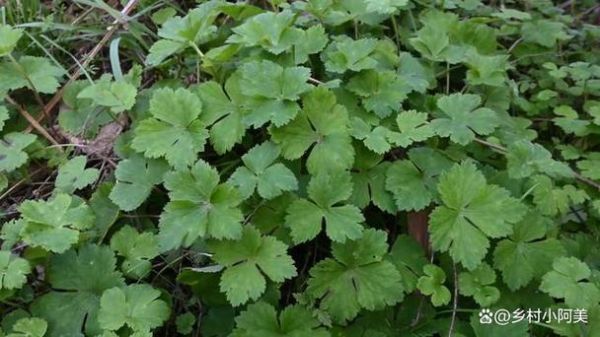 不能吃的野芹菜图片_有毒野芹菜怎么辨别-第3张图片-山城妙识