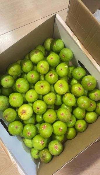 无花果图片大全大图_无花果怎么挑选-第3张图片-山城妙识 无花果图片大全大图_无花果怎么挑选-第3张图片-山城妙识