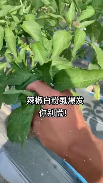 辣椒粉发霉了还能吃吗_辣椒粉长白毛怎么处理-第1张图片-山城妙识 辣椒粉发霉了还能吃吗_辣椒粉长白毛怎么处理-第1张图片-山城妙识