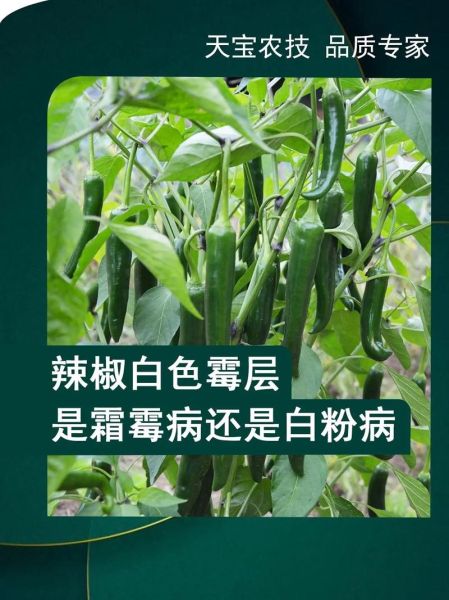 辣椒粉发霉了还能吃吗_辣椒粉长白毛怎么处理-第3张图片-山城妙识 辣椒粉发霉了还能吃吗_辣椒粉长白毛怎么处理-第3张图片-山城妙识