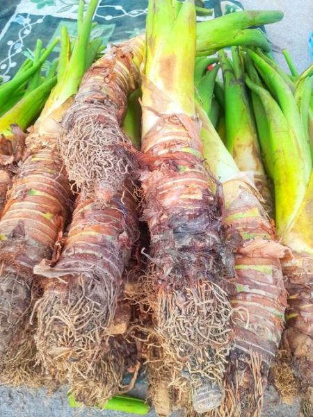 魔芋图片怎么保存_魔芋图片高清下载-第2张图片-山城妙识 魔芋图片怎么保存_魔芋图片高清下载-第2张图片-山城妙识