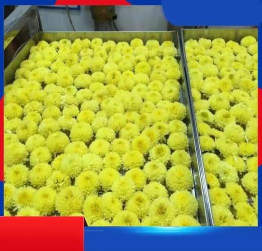 野菊花怎么制作最好_野菊花晒干还是烘干-第3张图片-山城妙识 野菊花怎么制作最好_野菊花晒干还是烘干-第3张图片-山城妙识