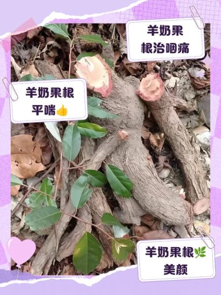 羊奶果什么人不能吃_羊奶果禁忌有哪些-第1张图片-山城妙识 羊奶果什么人不能吃_羊奶果禁忌有哪些-第1张图片-山城妙识