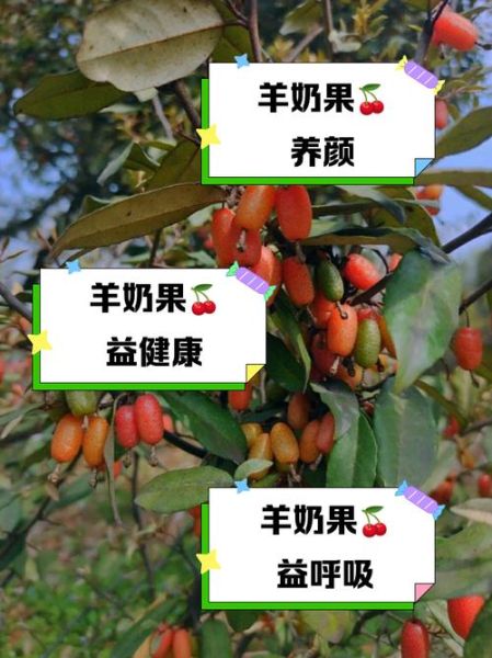 羊奶果什么人不能吃_羊奶果禁忌有哪些-第3张图片-山城妙识 羊奶果什么人不能吃_羊奶果禁忌有哪些-第3张图片-山城妙识