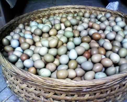 野鸡蛋和普通鸡蛋的区别_哪个营养价值更高-第2张图片-山城妙识 野鸡蛋和普通鸡蛋的区别_哪个营养价值更高-第2张图片-山城妙识