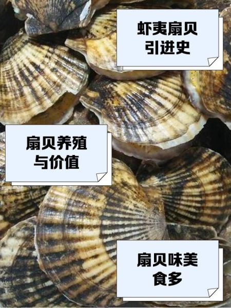 虾夷扇贝怎么做好吃_虾夷扇贝产地在哪里-第2张图片-山城妙识