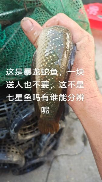 蛇鱼的功效与禁忌_什么人不能吃蛇鱼-第1张图片-山城妙识