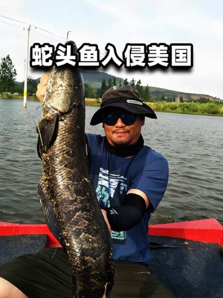 蛇鱼的功效与禁忌_什么人不能吃蛇鱼-第3张图片-山城妙识