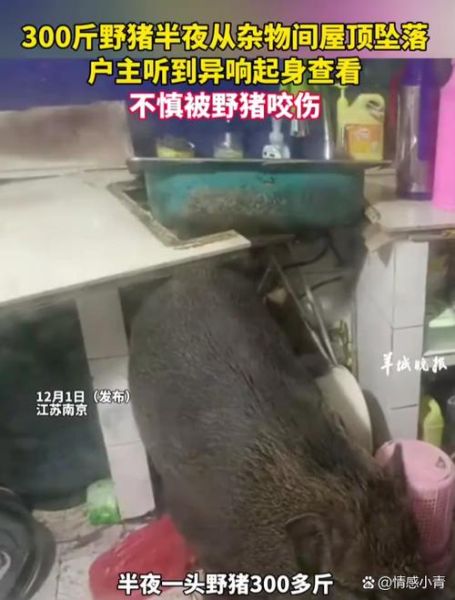 野猪会不会攻击人_野猪伤人怎么办-第1张图片-山城妙识