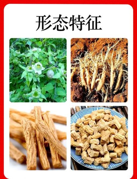 党参的功效与作用禁忌_党参怎么吃效果最好-第1张图片-山城妙识