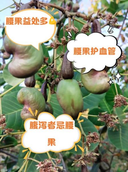 生腰果能吃吗_生腰果有毒吗-第1张图片-山城妙识