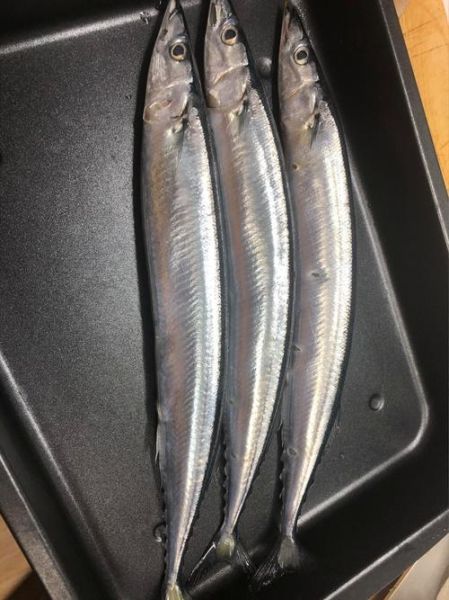 秋刀鱼多少钱一斤_秋刀鱼价格受哪些因素影响-第1张图片-山城妙识