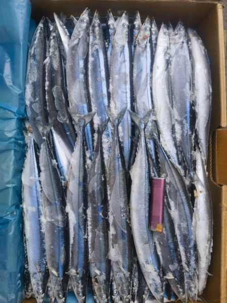 秋刀鱼多少钱一斤_秋刀鱼价格受哪些因素影响-第2张图片-山城妙识