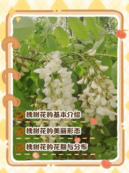 槐树花怎么保存_新鲜槐花长期储存方法-第3张图片-山城妙识