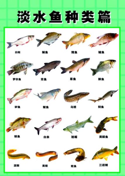 鱼类图片大全大图_如何识别常见淡水鱼-第2张图片-山城妙识 鱼类图片大全大图_如何识别常见淡水鱼-第2张图片-山城妙识