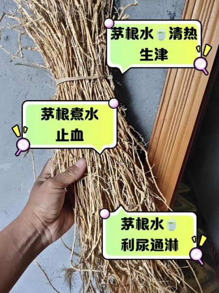 茅草根图片长什么样_茅草根的功效与作用-第3张图片-山城妙识 茅草根图片长什么样_茅草根的功效与作用-第3张图片-山城妙识