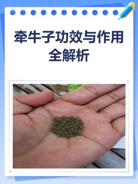 牵牛子用量多少克_牵牛子用量大了怎么办-第3张图片-山城妙识 牵牛子用量多少克_牵牛子用量大了怎么办-第3张图片-山城妙识