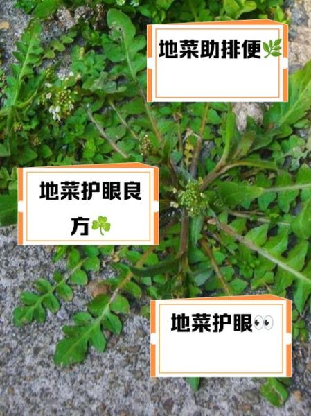地菜图片功效_地菜怎么吃最营养-第1张图片-山城妙识 地菜图片功效_地菜怎么吃最营养-第1张图片-山城妙识
