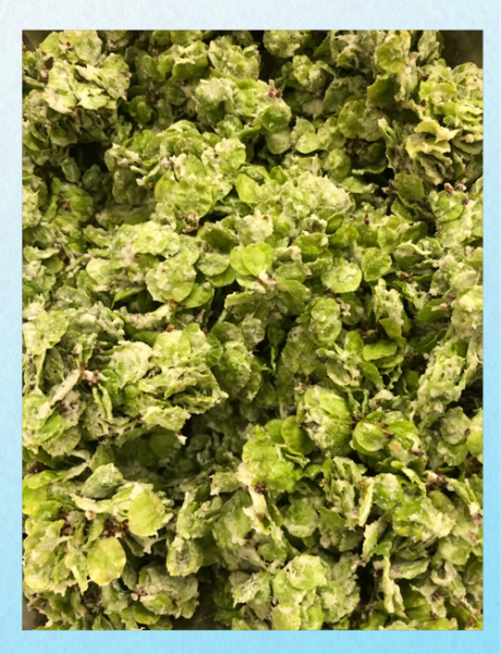 榆钱粥怎么做_榆钱粥的吃法大全-第1张图片-山城妙识