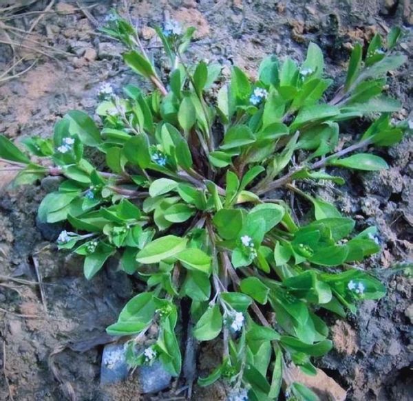 地菜图片功效_地菜怎么吃最营养-第3张图片-山城妙识 地菜图片功效_地菜怎么吃最营养-第3张图片-山城妙识