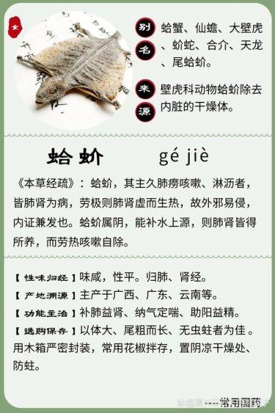 蛤蚧的功效与作用及食用方法_蛤蚧怎么吃效果最好-第1张图片-山城妙识 蛤蚧的功效与作用及食用方法_蛤蚧怎么吃效果最好-第1张图片-山城妙识