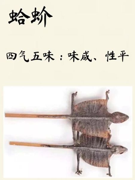 蛤蚧的功效与作用及食用方法_蛤蚧怎么吃效果最好-第3张图片-山城妙识 蛤蚧的功效与作用及食用方法_蛤蚧怎么吃效果最好-第3张图片-山城妙识