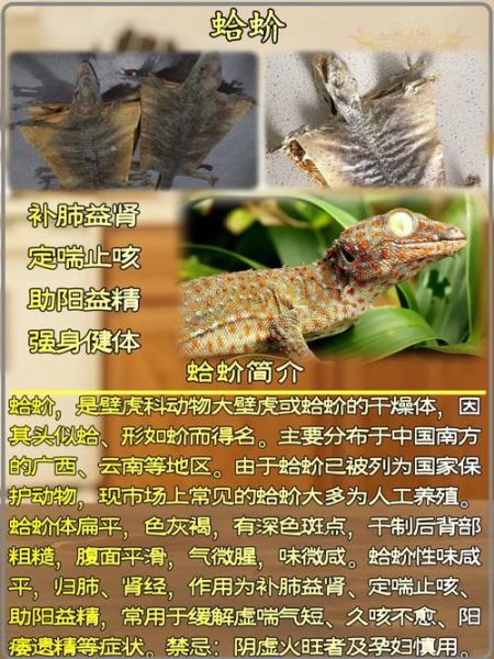 蛤蚧的功效与作用及食用方法_蛤蚧怎么吃效果最好-第2张图片-山城妙识 蛤蚧的功效与作用及食用方法_蛤蚧怎么吃效果最好-第2张图片-山城妙识