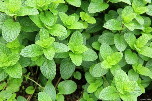 薄荷图片大全_薄荷长什么样-第3张图片-山城妙识 薄荷图片大全_薄荷长什么样-第3张图片-山城妙识