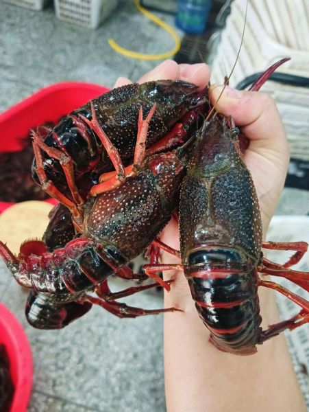 活的小龙虾怎么保存_活的小龙虾高清图片怎么看新鲜度-第3张图片-山城妙识 活的小龙虾怎么保存_活的小龙虾高清图片怎么看新鲜度-第3张图片-山城妙识