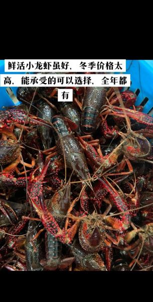 活的小龙虾怎么保存_活的小龙虾高清图片怎么看新鲜度-第1张图片-山城妙识 活的小龙虾怎么保存_活的小龙虾高清图片怎么看新鲜度-第1张图片-山城妙识