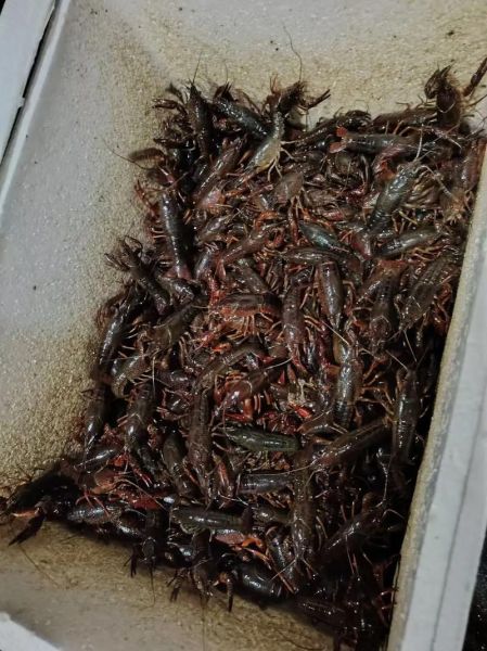 活的小龙虾怎么保存_活的小龙虾高清图片怎么看新鲜度-第2张图片-山城妙识 活的小龙虾怎么保存_活的小龙虾高清图片怎么看新鲜度-第2张图片-山城妙识