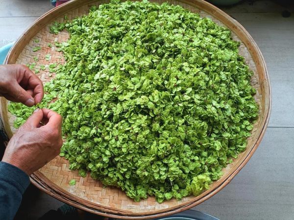 榆钱饼怎么做_榆钱饼的营养价值-第1张图片-山城妙识 榆钱饼怎么做_榆钱饼的营养价值-第1张图片-山城妙识