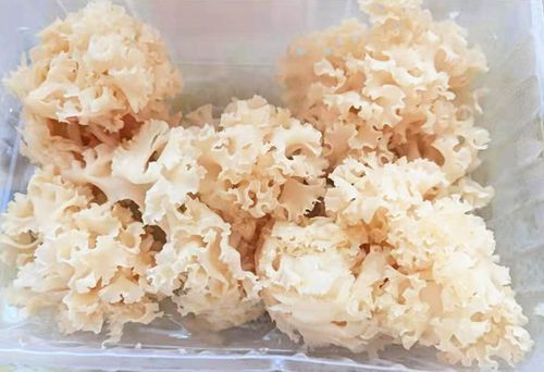 荷仙菇多少钱一斤_荷仙菇价格为什么贵-第2张图片-山城妙识 荷仙菇多少钱一斤_荷仙菇价格为什么贵-第2张图片-山城妙识