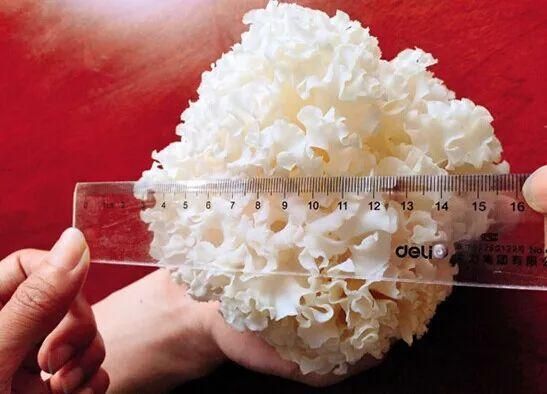 荷仙菇多少钱一斤_荷仙菇价格为什么贵-第3张图片-山城妙识 荷仙菇多少钱一斤_荷仙菇价格为什么贵-第3张图片-山城妙识