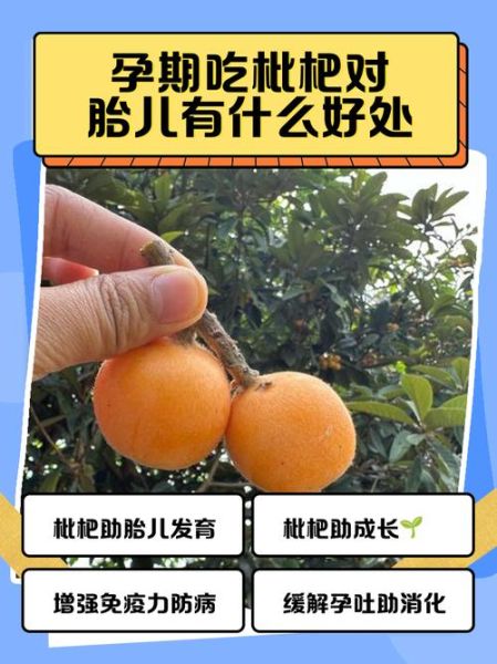孕妇可以吃枇杷吗_枇杷对胎儿的影响-第1张图片-山城妙识 孕妇可以吃枇杷吗_枇杷对胎儿的影响-第1张图片-山城妙识