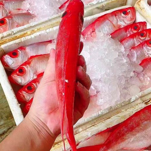 红色的海鱼有哪些_红色的海鱼能不能吃-第1张图片-山城妙识 红色的海鱼有哪些_红色的海鱼能不能吃-第1张图片-山城妙识