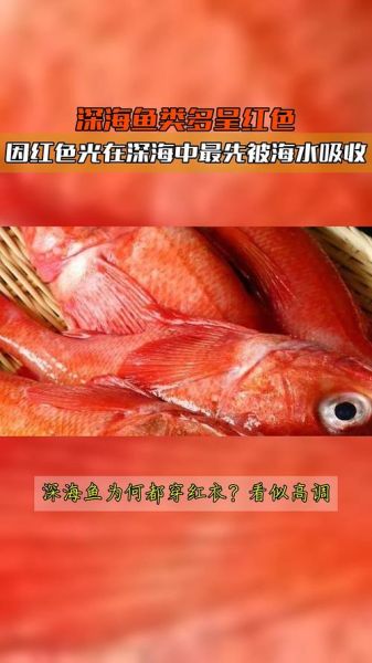 红色的海鱼有哪些_红色的海鱼能不能吃-第2张图片-山城妙识 红色的海鱼有哪些_红色的海鱼能不能吃-第2张图片-山城妙识