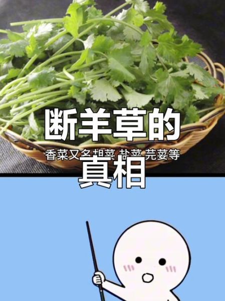 香菜为什么叫断阳草_香菜断阳草的来历-第2张图片-山城妙识 香菜为什么叫断阳草_香菜断阳草的来历-第2张图片-山城妙识