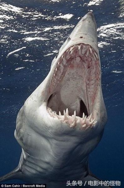 十大恐怖鲨鱼图片_真实存在吗-第3张图片-山城妙识 十大恐怖鲨鱼图片_真实存在吗-第3张图片-山城妙识